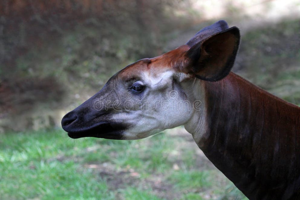 Okapi stock photo. Image of congo, endangered, head, nose - 19817734