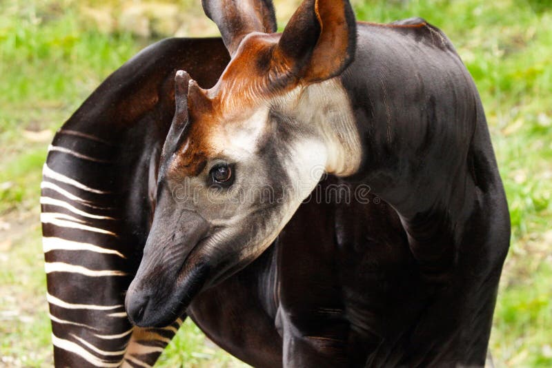 Okapi stock image. Image of rare, head, nostrils, protected - 20008613
