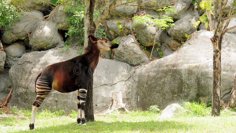 Okapi pair3 stock image. Image of nose, couple, sweethearts - 26710139