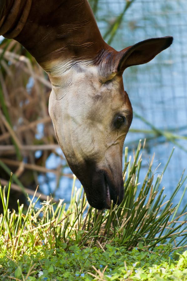 Okapi Eating Stock Photos - Free & Royalty-Free Stock Photos from ...