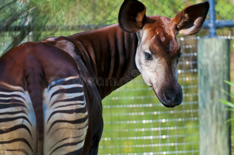 Okapi stock photo. Image of giraffe, mammal, stripes, okapi - 7184266