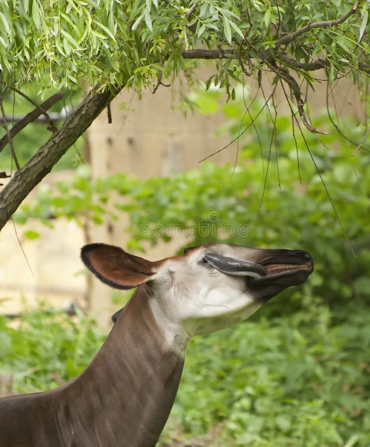 602 Okapi Stock Photos - Free & Royalty-Free Stock Photos from Dreamstime