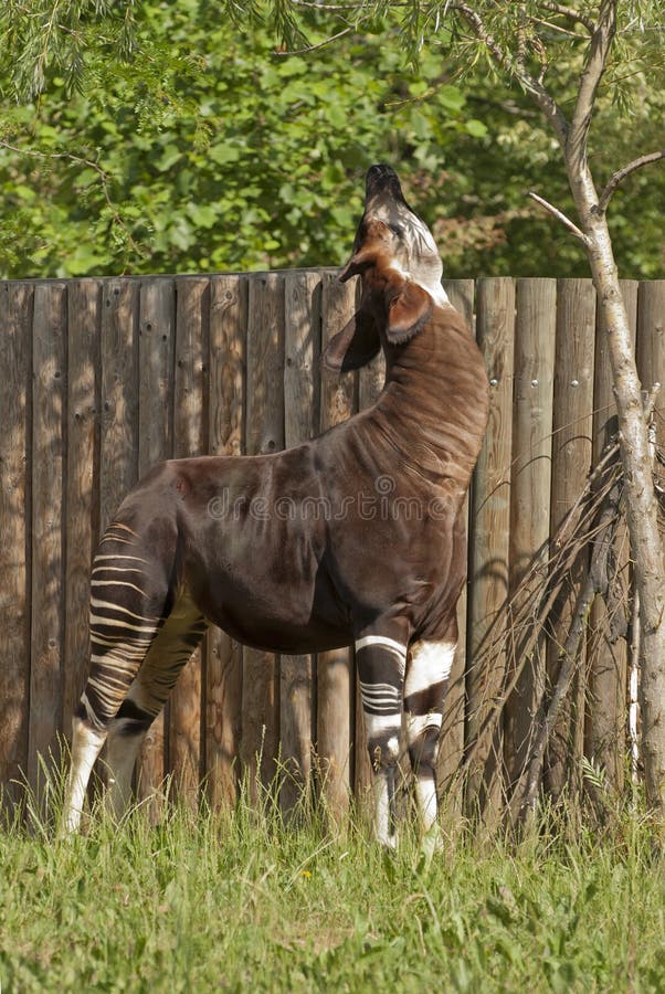 Okapi stock photo. Image of stripes, brown, long, amazing - 28249756