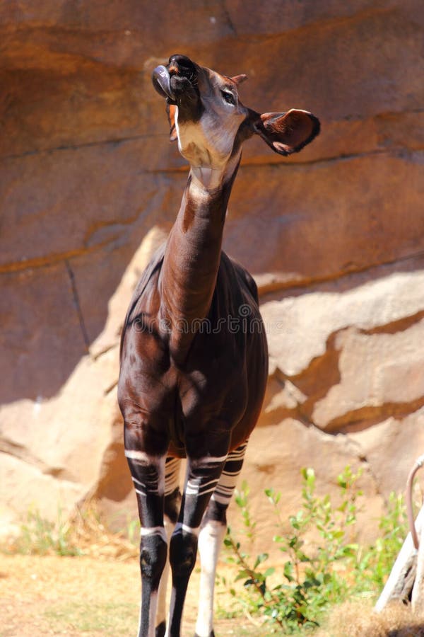 Elusive Okapi in the Congo Jungle Stock Image - Image of elusive ...