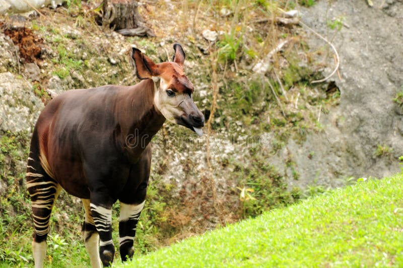 Young Male Okapi stock image. Image of nature, giraffe - 20687775