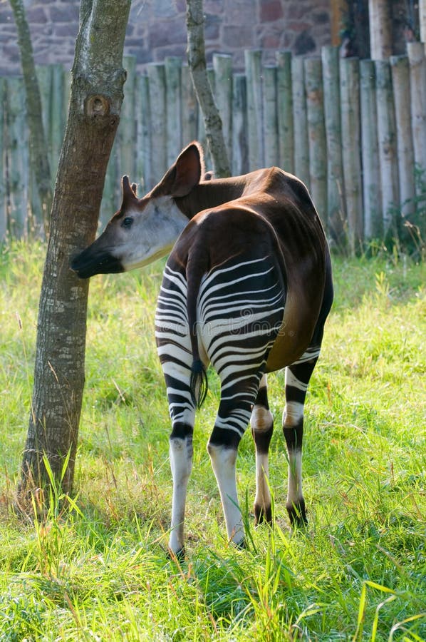Okapi stock image. Image of rare, head, nostrils, protected - 20008613