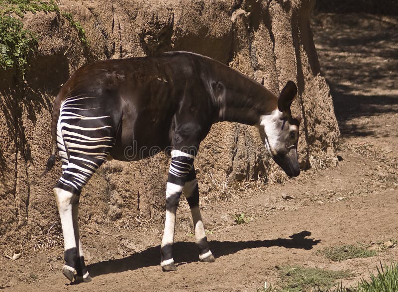 Okapi stock image. Image of rare, head, nostrils, protected - 20008613