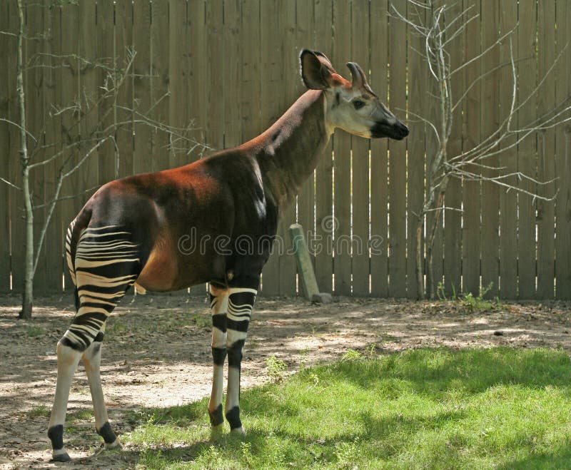 Okapi stock image. Image of okapi, grass, fauna, grassy - 9235553