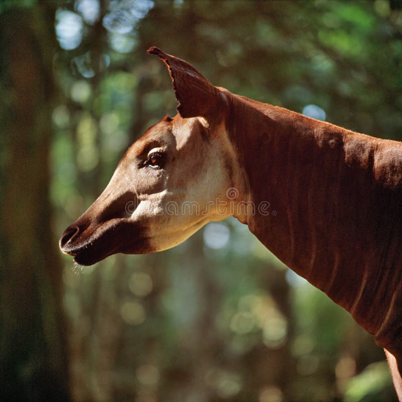 Okapi stock photo. Image of antelope, jungle, congo, tree - 52098188