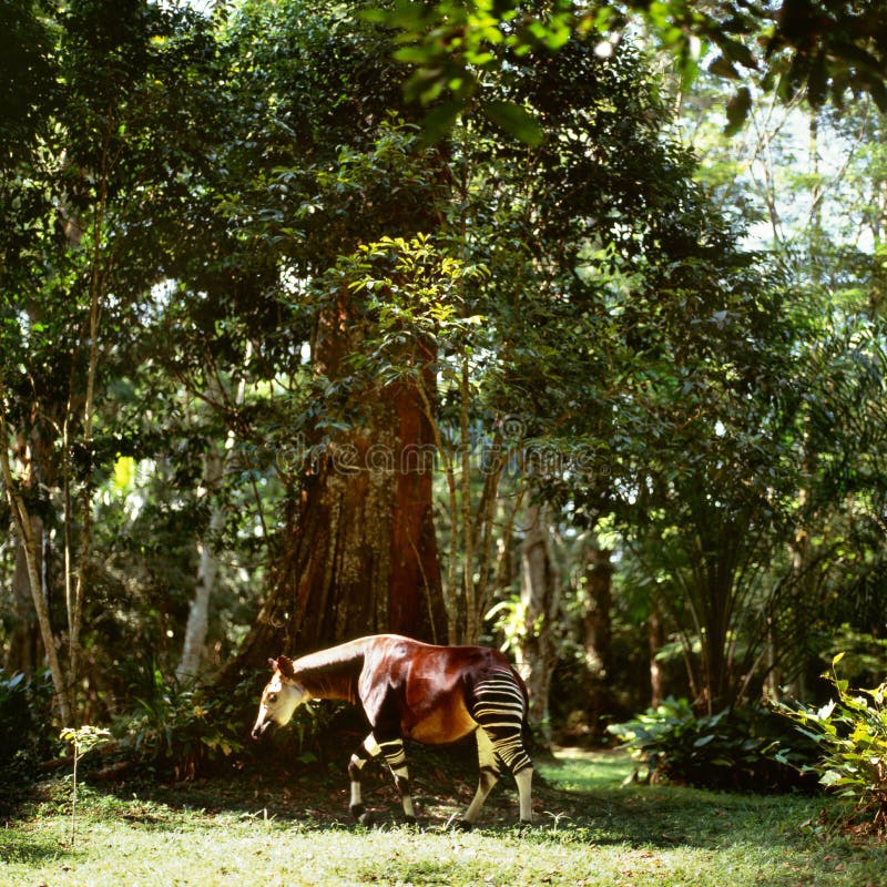 Okapi stock photo. Image of woodland, rainforest, congo - 52098254