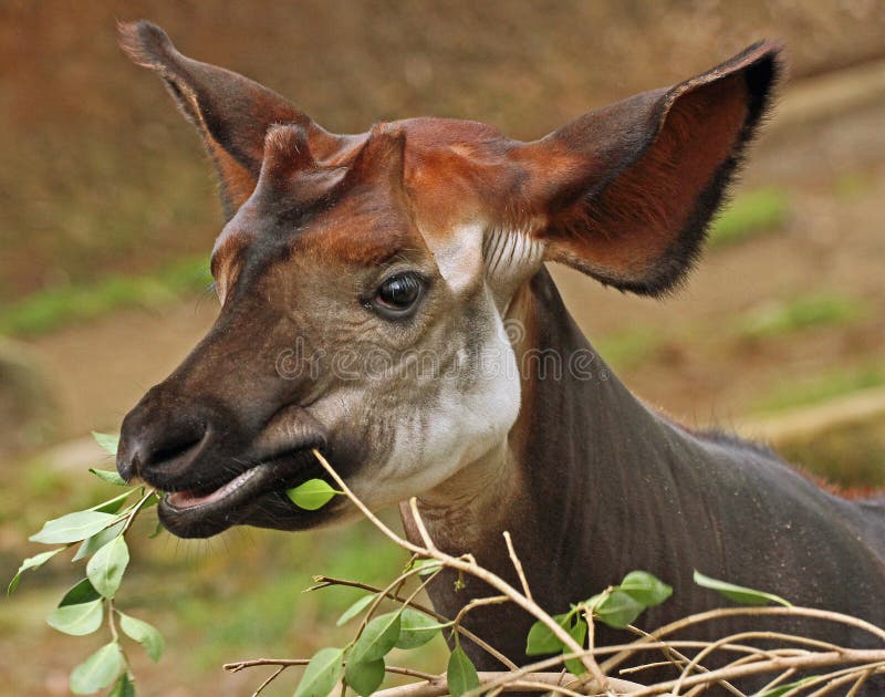 Okapi stock photo. Image of family, animals, mammal, giraffe - 20008652