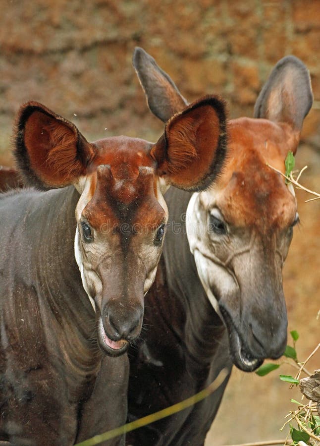 Okapi stock photo. Image of family, animals, mammal, giraffe - 20008652