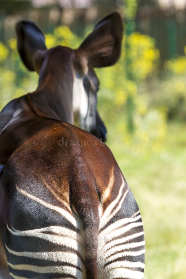 Okapi stock photo. Image of zebra, okapi, stripes, yokohama - 43058052
