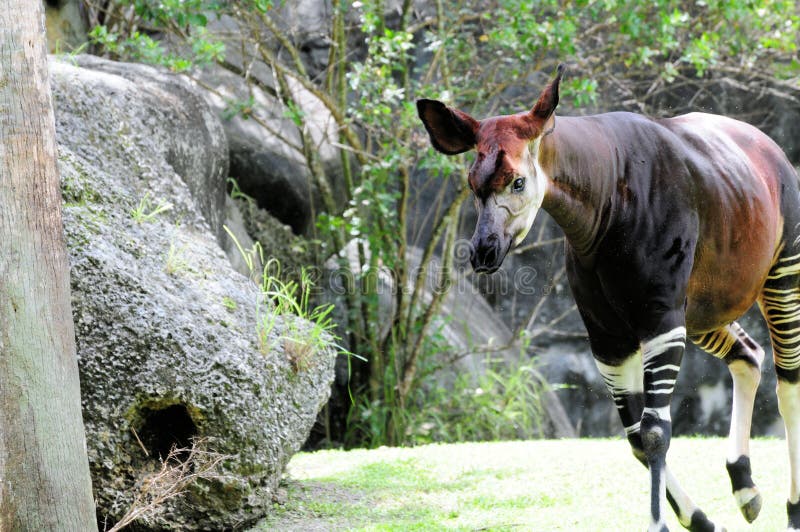 Okapi, der in Zoo geht stockfoto. Bild von baum, afrikanisch - 31827664