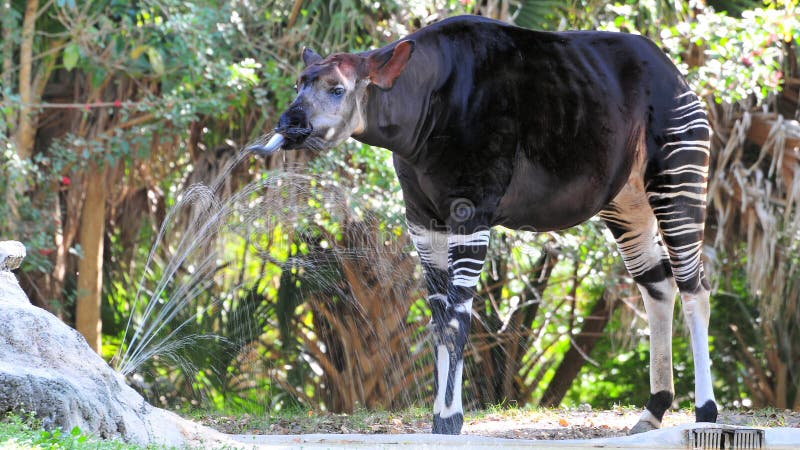 Okapi Drinking Water stock image. Image of natural, central - 23584827