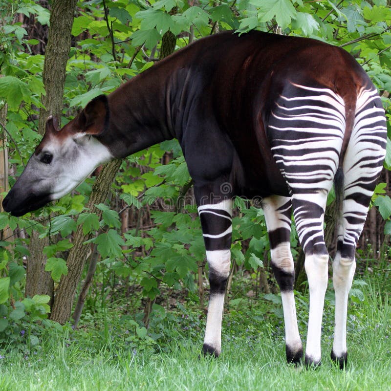 Okapi stock photo. Image of body, nature, mammal, animal - 25211756