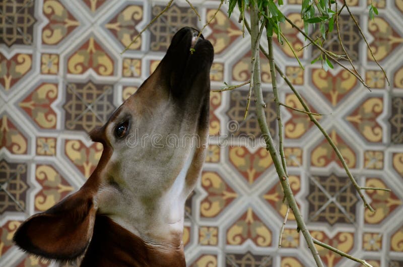 Okapi eating stock image. Image of grasslands, vegetation - 29942793