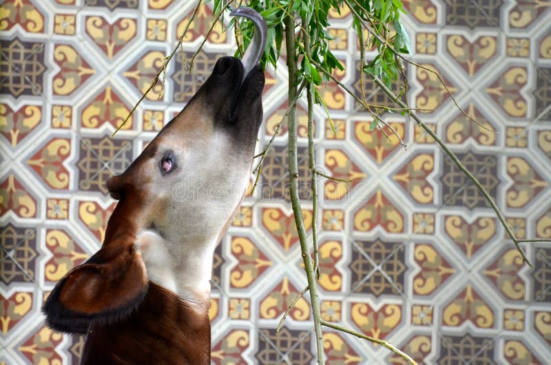 Okapi eating stock image. Image of grasslands, vegetation - 29942793