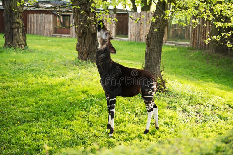 Okapi eats leafs from tree stock image. Image of rainforest - 179293305