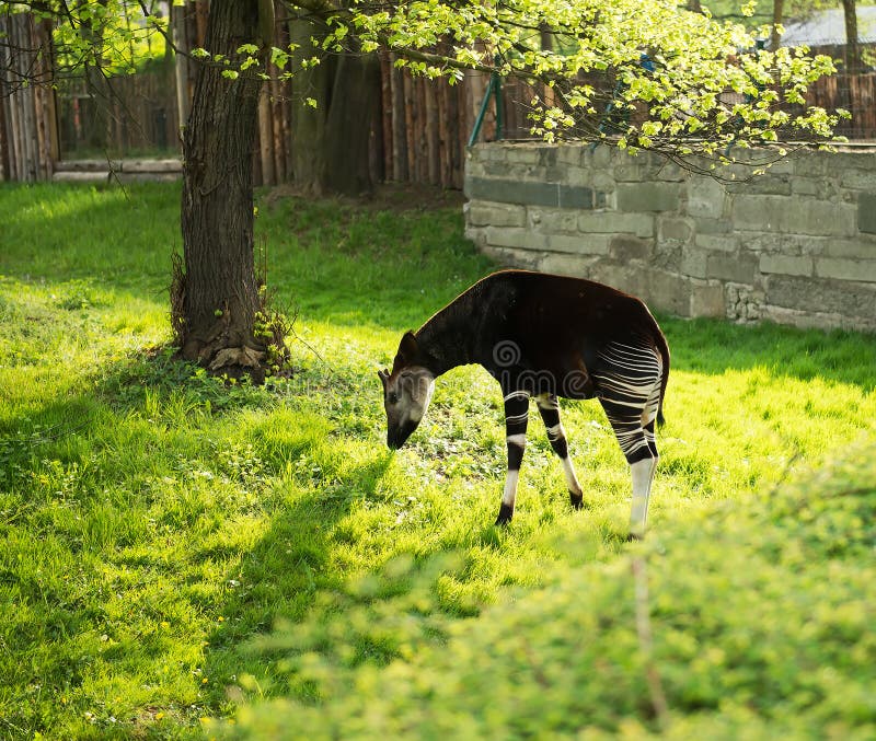 Okapi eats leafs from tree stock image. Image of rainforest - 179293305