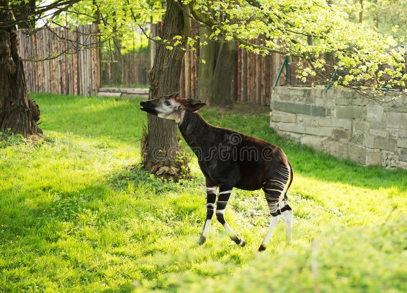 Okapi eats leafs from tree stock image. Image of green - 179293285