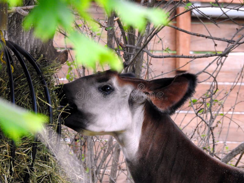 Okapi Eating Photos - Free & Royalty-Free Stock Photos from Dreamstime