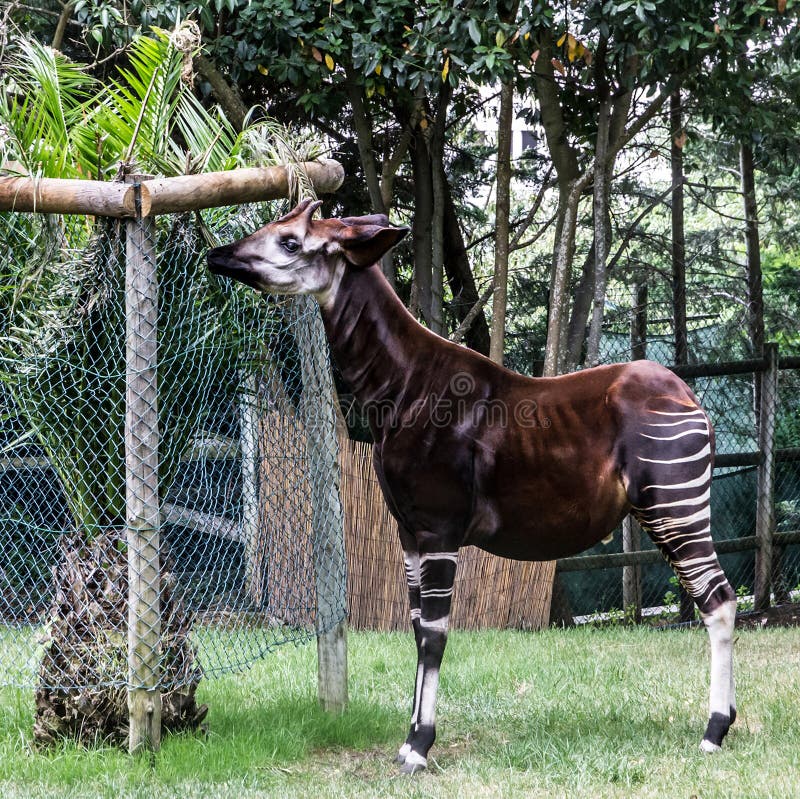 Okapi Eating Stock Photos - Free & Royalty-Free Stock Photos from ...