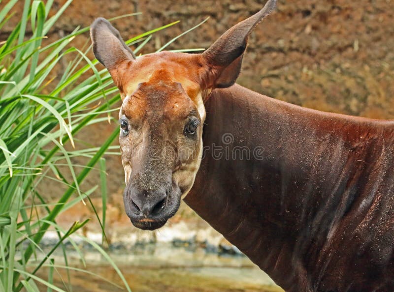 Okapi stock photo. Image of family, animals, mammal, giraffe - 20008652
