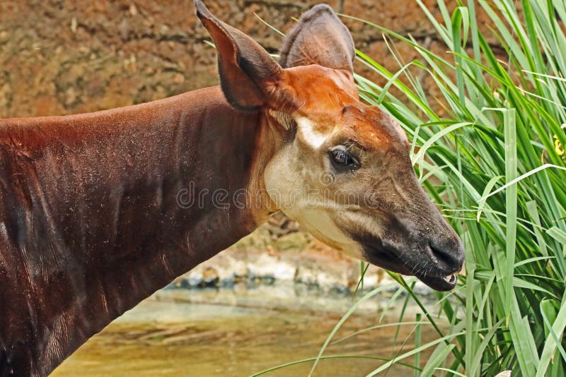 Okapi Eating Stock Photos - Free & Royalty-Free Stock Photos from ...