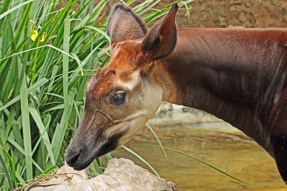 Okapi stock image. Image of detail, eyes, close, mouth - 73565933