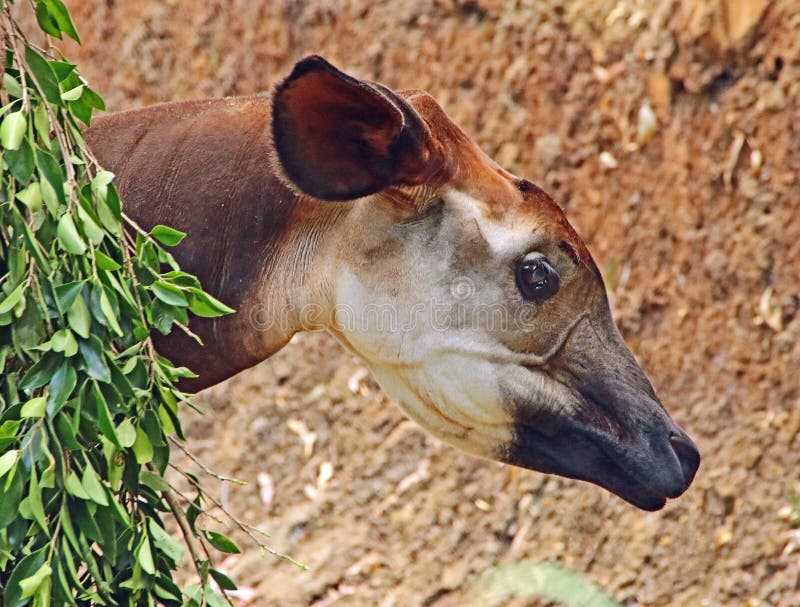 Okapi stock photo. Image of white, velvety, eyes, mephoto - 18844172
