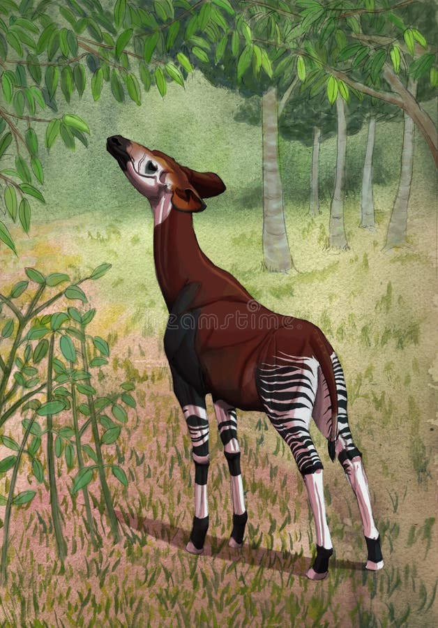 Male Okapi, Okapia Johnstoni Stock Image - Image of male, okapi: 17970617