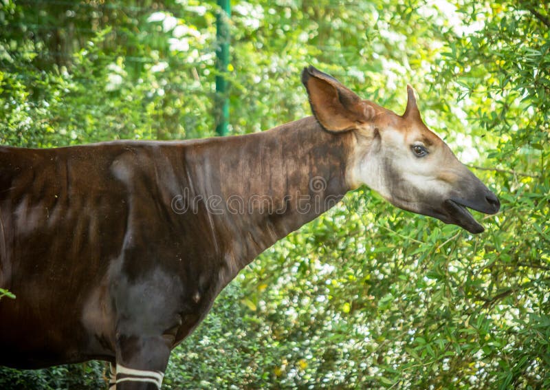 Okapi stock photo. Image of branches, species, browse - 97240684