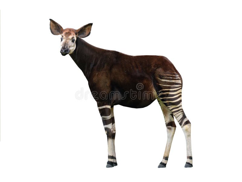 716 Okapi Stock Photos - Free & Royalty-Free Stock Photos from Dreamstime