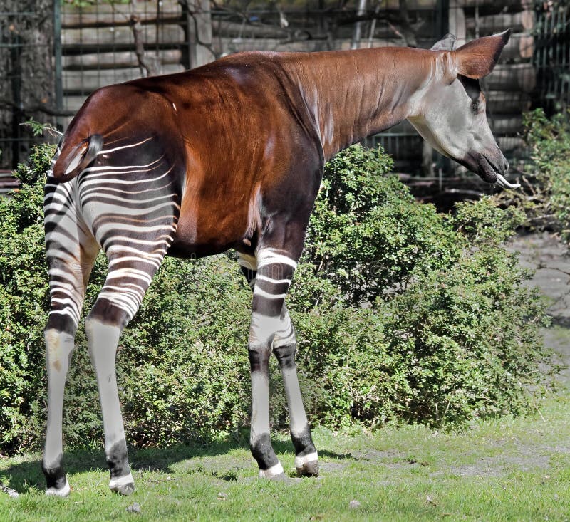 African Okapi Walking In Zoo Stock Image - Image of africans, tropical ...