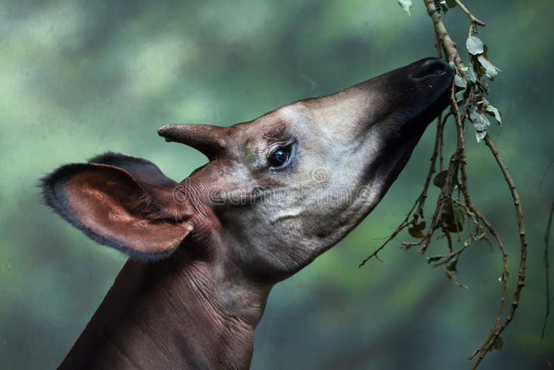 Okapi Okapia Johnstoni Brun Girafe Forestier Rare Dans L'habitat ...
