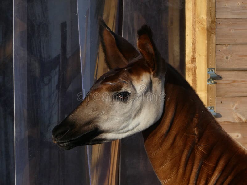 Okapi Looking Out at the World Stock Photo - Image of animalia ...