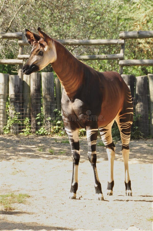 Okapi (O. johnstoni) stock photo. Image of fauna, ungulate - 45186978