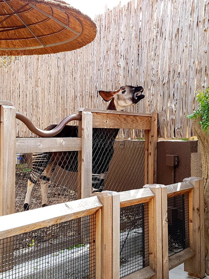 Okapi stock photo. Image of enclosure, stick, okapi - 192011676