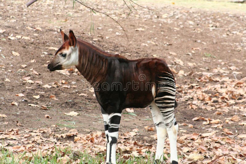 Okapi Okapia Johnstoni, Forest Giraffe or Zebra Giraffe, Artiodactyl ...