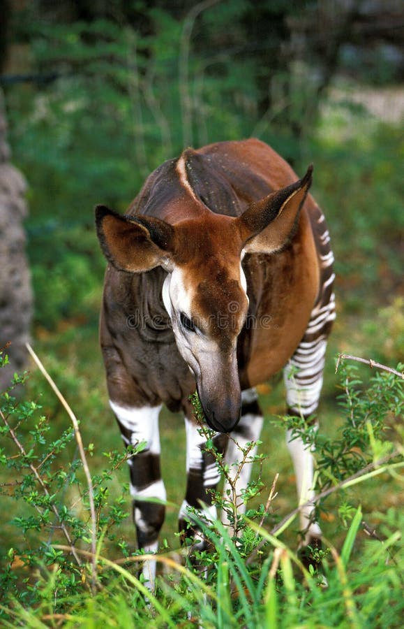 Okapi, Okapia Johnstoni, Female Stock Photo - Image of striped, full ...