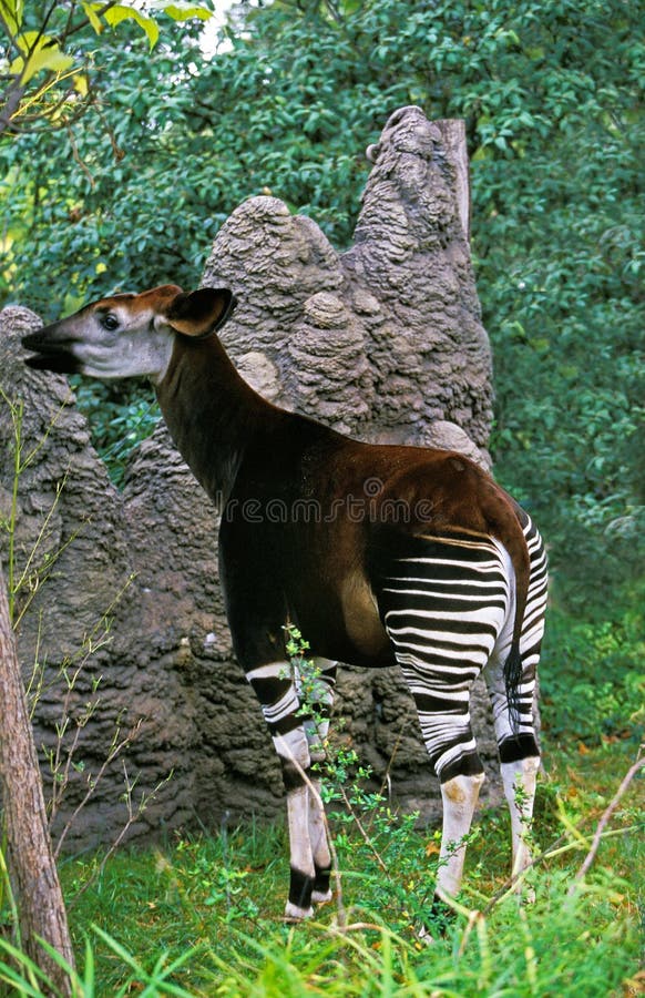 Okapi, Okapia Johnstoni, Female Stock Photo - Image of striped, full ...