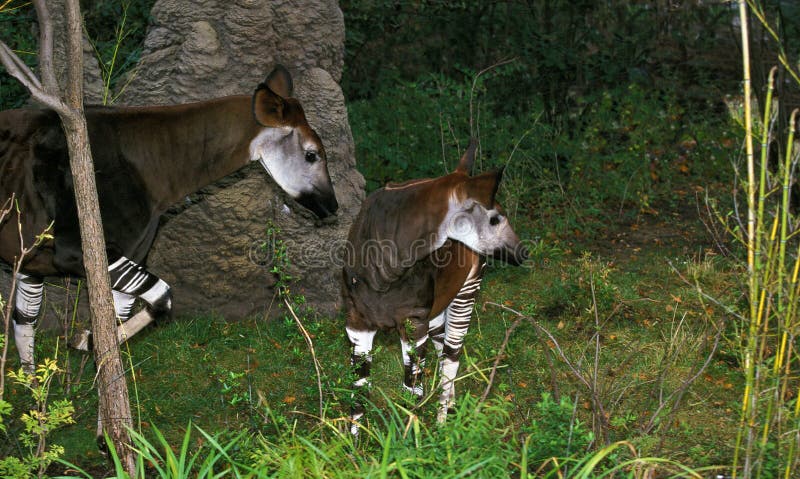 OKAPI okapia johnstoni stock photo. Image of johnstoni - 171477458