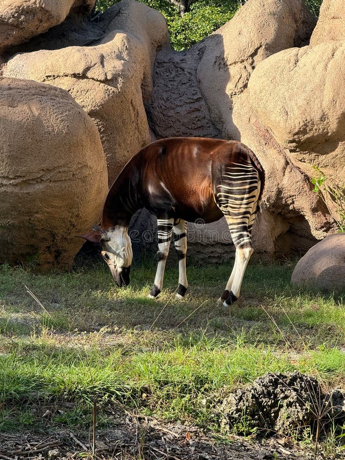 Okapi (Okapia johnstoni) stock image. Image of grass - 377707359