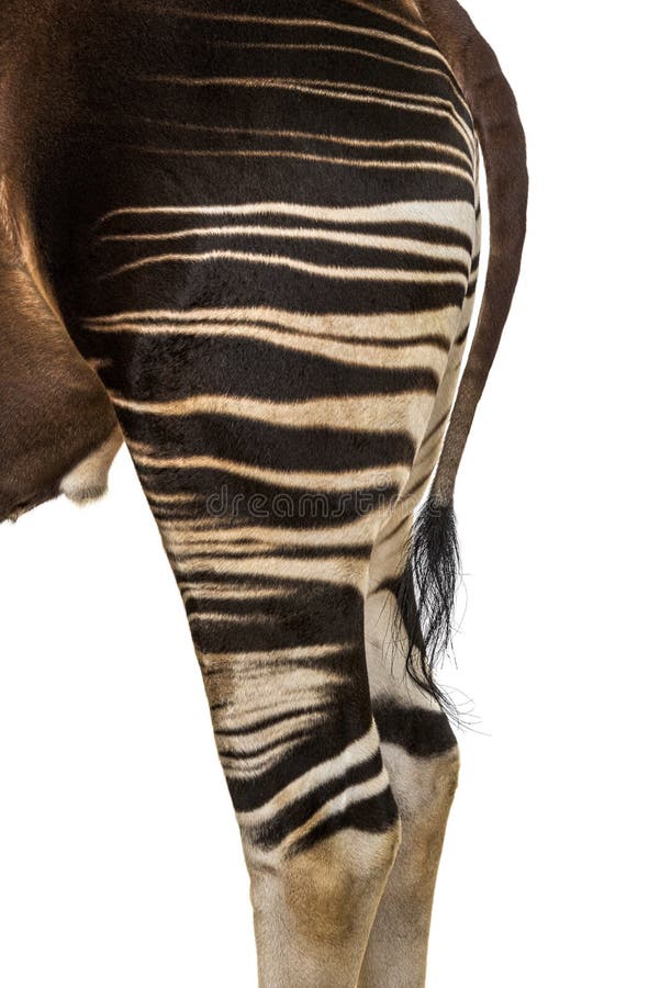 129 Okapi White Background Stock Photos - Free & Royalty-Free Stock ...