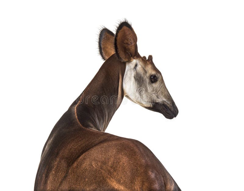 129 Okapi White Background Stock Photos - Free & Royalty-Free Stock ...