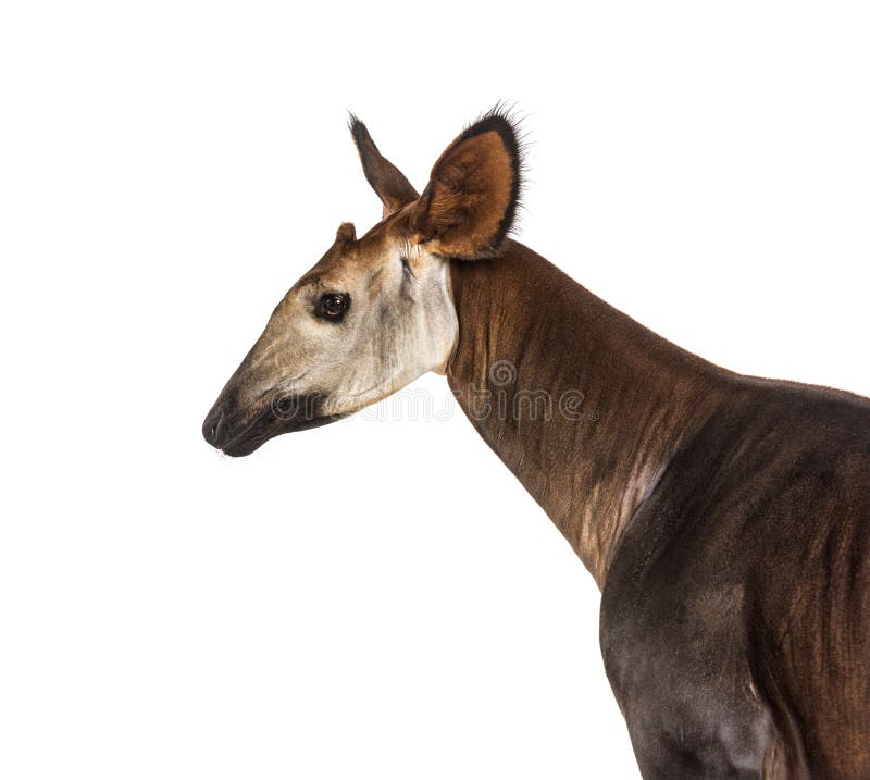 Okapi Isolated White Background Stock Photos - Free & Royalty-Free ...