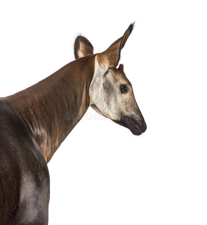 Okapi, Okapia Johnstoni, Isolated Stock Image - Image of forest, studio ...