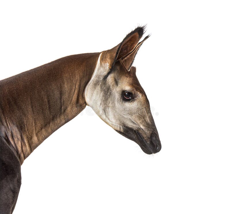 Okapi, Okapia Johnstoni, Isolated Stock Photo - Image of zebra ...