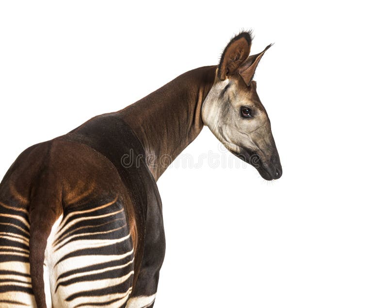 Okapi Back View Stock Photos - Free & Royalty-Free Stock Photos from ...